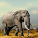 tusk (【Noun】a long tooth found on elephants and other animals ) Meaning ...