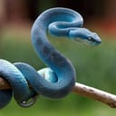 coil (【Verb】to arrange something into a series of circles; to move or ...