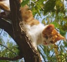 tend to (【Phrasal Verb】to be likely for something to happen ) Meaning ...