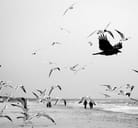 scatter (【Verb】to throw or move in many different directions; to cover ...