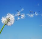 waft (【Verb】) Meaning, Usage, and Readings | Engoo Words