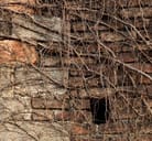 wither (【Verb】) Meaning, Usage, and Readings | Engoo Words