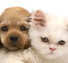 amicable (【Adjective】pleasant and friendly ) Meaning, Usage, and ...