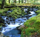 forest (【Noun】an area covered with trees ) Meaning, Usage, and Readings ...