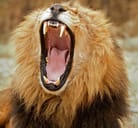 frighten (【Verb】to make someone feel scared, afraid, or worried ...