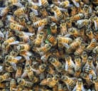 hive (【Noun】a structure in which bees live, or the bees that live in ...