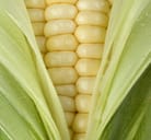 kernel (【Noun】the innner part of a nut; the seed of a cereal ) Meaning ...