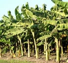 plantation (【Noun】) Meaning, Usage, and Readings | Engoo Words