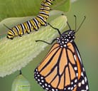 caterpillar (【Noun】) Meaning, Usage, and Readings | Engoo Words