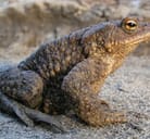 toad (【Noun】) Meaning, Usage, and Readings | Engoo Words