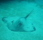 ray (【Noun】) Meaning, Usage, and Readings | Engoo Words