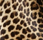 spot (【名詞】斑點 )意思、用法及發音 | Engoo Words