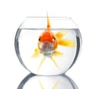 large (【Adjective】big in size, amount, etc. ) Meaning, Usage, and ...