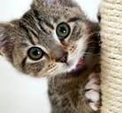 fascinate (【Verb】to attract a person's interest or attention ) Meaning ...