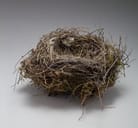 nest (【Noun】a bowl-shaped structure that birds make to keep their eggs ...