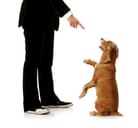 stay (【Verb】) Meaning, Usage, and Readings | Engoo Words