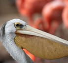 beak (【Noun】the hard, pointed part of a bird's mouth ) Meaning, Usage ...