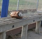 leave behind (【Phrase】to go away from somewhere without taking a person ...