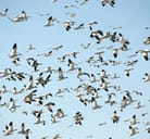 flock (【Noun】a group of animals, such as birds, sheep, etc. ) Meaning ...