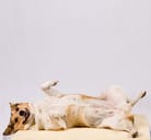 humane (【Adjective】having or showing kindness and sympathy ) Meaning ...