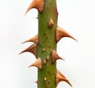 thorn (【Noun】) Meaning, Usage, and Readings | Engoo Words