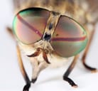 fly (【Noun】) Meaning, Usage, and Readings | Engoo Words