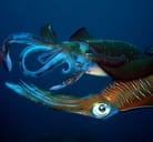 squid (【Noun】a sea creature that has a long soft body, eight arms and ...