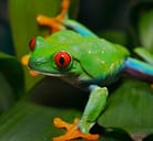 frog (【Noun】) Meaning, Usage, and Readings | Engoo Words