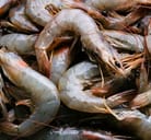 shrimp (【Noun】a small sea creature that has a shell, often eaten as ...