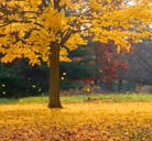 ground (【Noun】the surface of the earth ) Meaning, Usage, and Readings ...