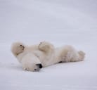 roll (【Verb】to turn over many times while staying in the same place ...