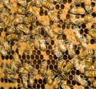 hive (【Noun】a structure in which bees live, or the bees that live in ...