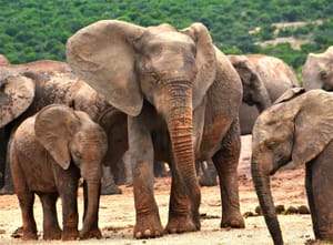 Study: Ivory Poaching Led to Evolution of Tuskless Elephants | Engoo 每日新聞