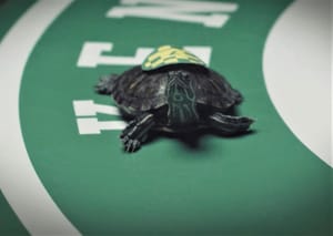 Turtle Racing Replaces May Kentucky Derby | Engoo 每日新聞