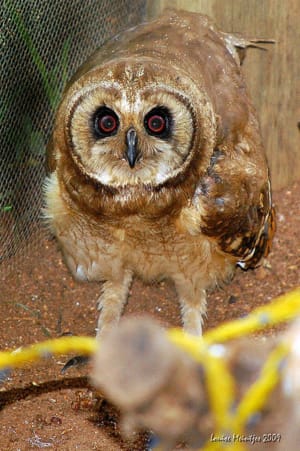 Trending: A Dramatic Owl Fly-By | Engoo Daily News