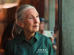 Nature of Hope: 90 Photographers Honor Jane Goodall | Engoo Daily News