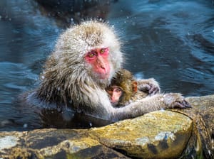 More Than a Bath: How Monkeys Use Hot Springs | Engoo Daily News