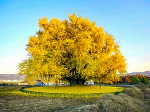 Is This Ginkgo Tree in Korea the World's Most Beautiful? | Engoo 每日新聞