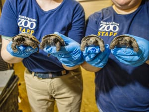 Tortoises Become Parents at Nearly 100 Years Old | Engoo Daily News