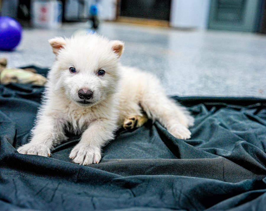 newborn white wolf