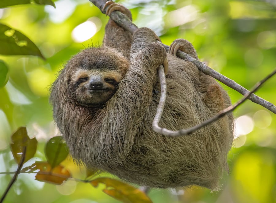 what do sloths do for fun