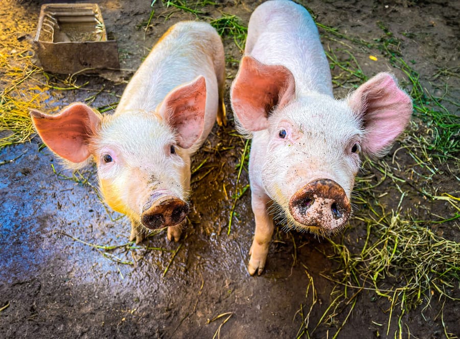 do pigs love mud