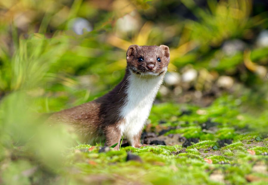 pet weasel