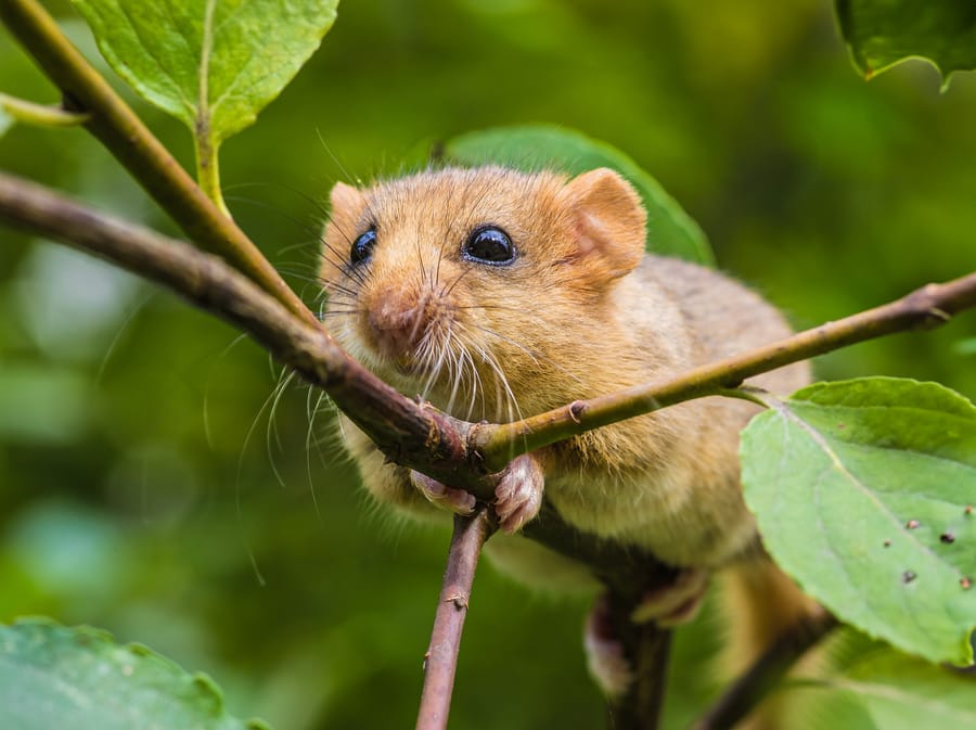 endangered mouse uk