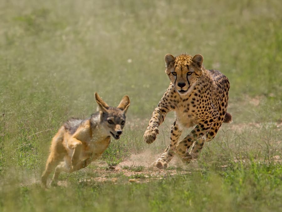 jackal running speed