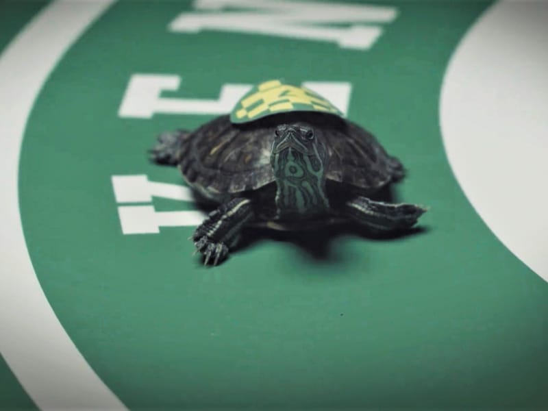 Turtle Racing Replaces May Kentucky Derby | DMM英会話 デイリーニュース