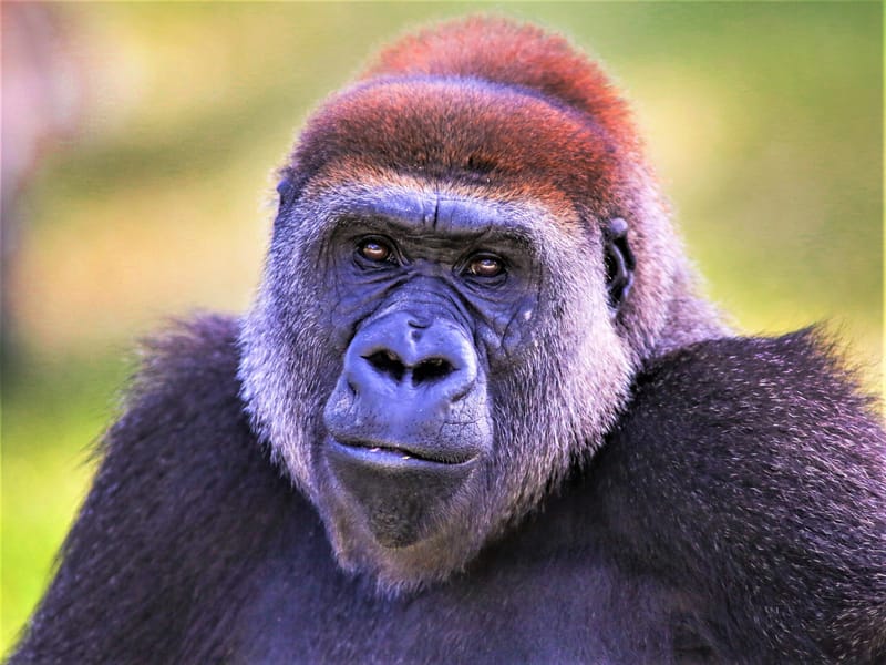 Cameras Catch Rare Gorillas in Nigeria | Engoo Global Daily News