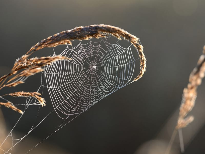 Australian Spider May Be World’s Fastest | Engoo Daily News