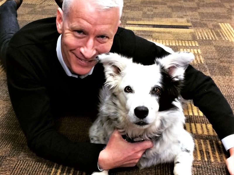 Chaser, Dog That Knew 1,000 Words, Dies at 15 | Engoo Daily News