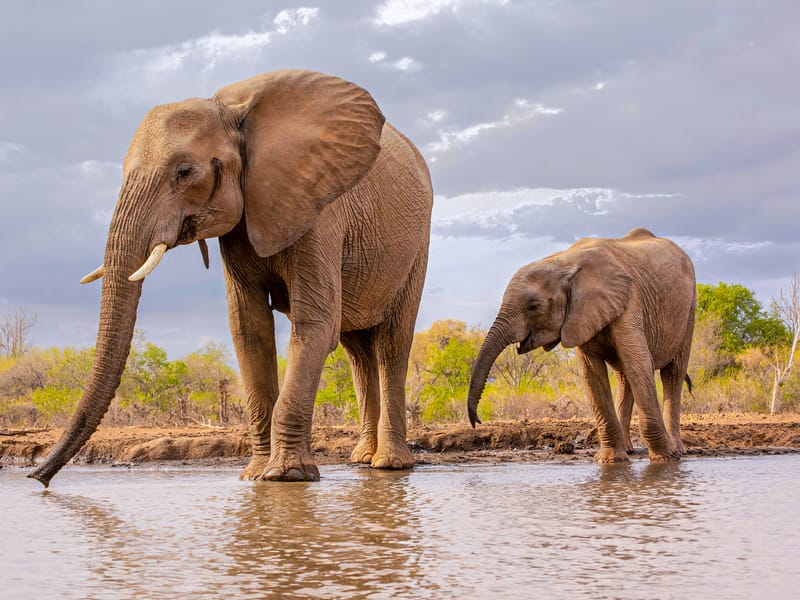 Study English, Stay Informed - Engoo Daily News